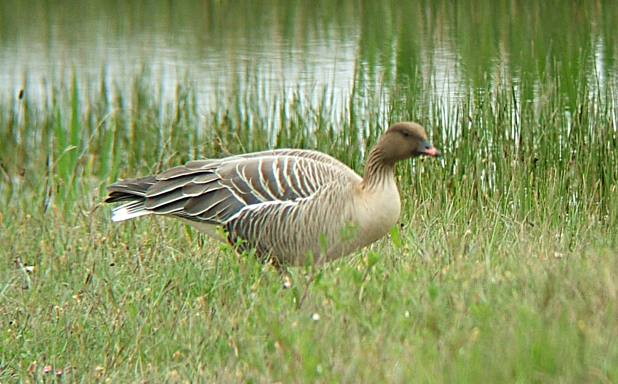 Kleine rietgans laat Friesland links liggen | Fryslan1
