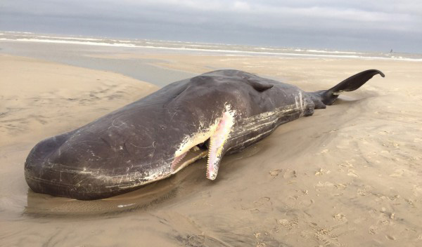 Stranding vinvis bijzonder, maar potvissen ’onopgelost raadsel’ | Fryslan1